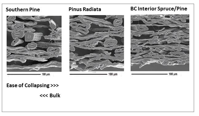 A Technical Look at Pulp & Paper Fiber
