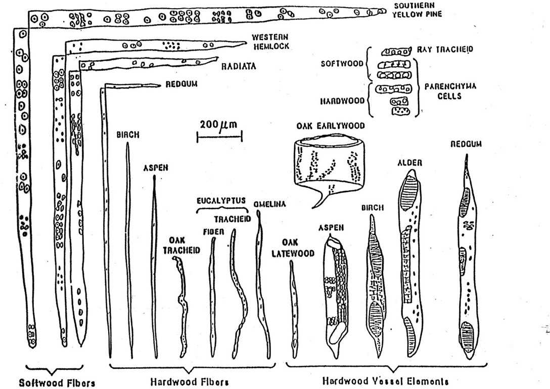 A Deep(ish)-Dive Into the World of Pulp and Paper Fiber
