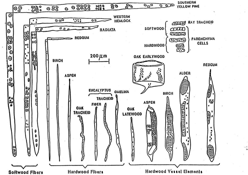 A Deep(ish)-Dive Into the World of Pulp and Paper Fiber