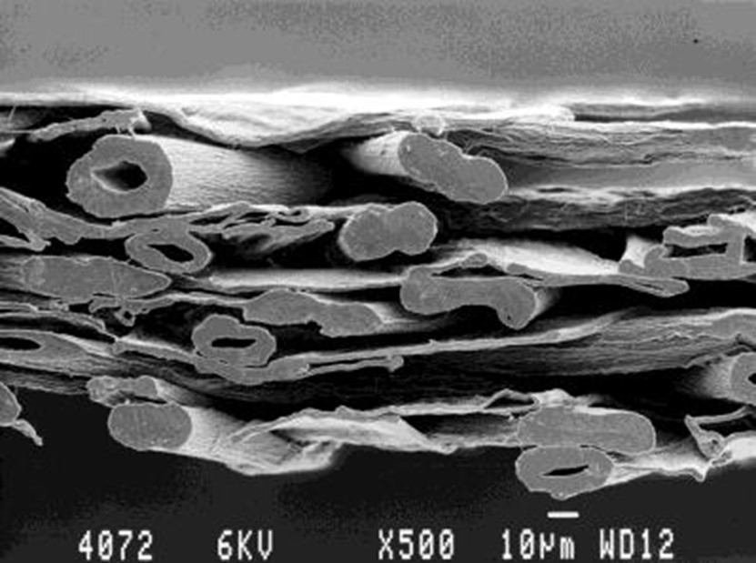 A Deep(ish)-Dive Into the World of Pulp and Paper Fiber